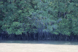 Costa Rica presenta su Mapa de Ecosistemas de Manglar 2021 – CATIE