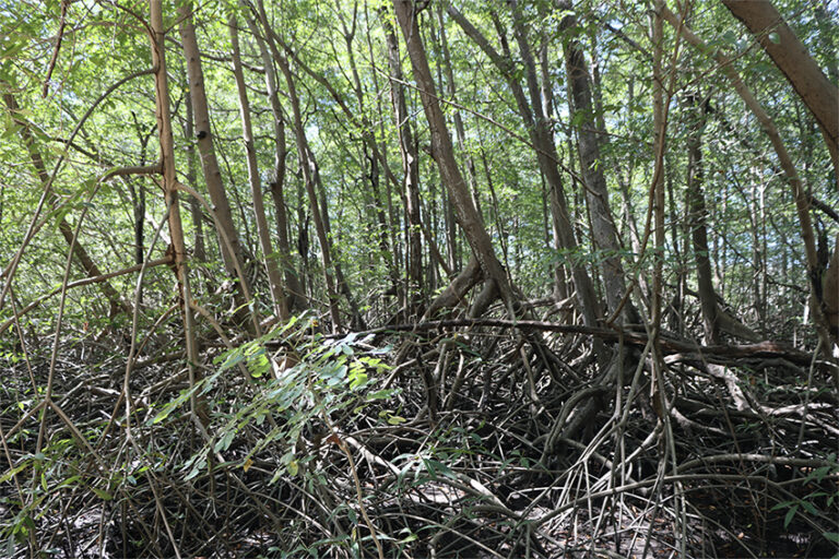 Costa Rica presenta su Mapa de Ecosistemas de Manglar 2021 – CATIE