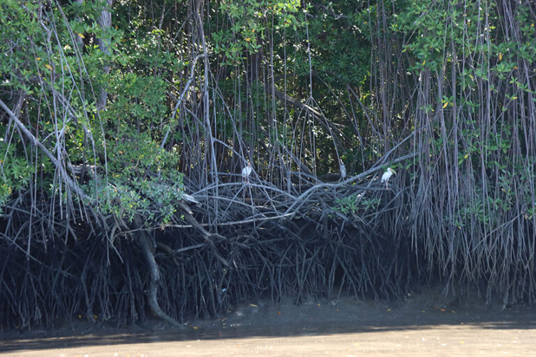 CATIE se une a Global Mangrove Alliance para fortalecer la protección y ...
