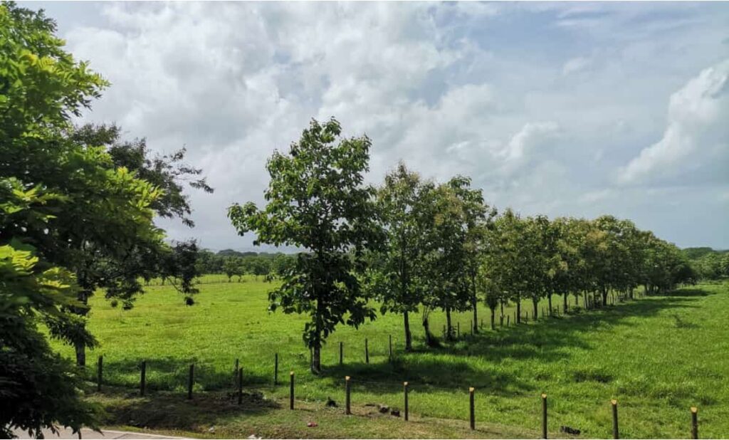 Investigadora del CATIE Mónica Arias es la nueva representante de CIRAD ...